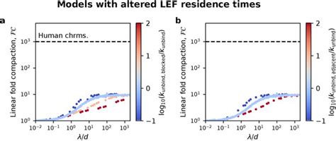 Figures And Data In Chromosome Organization By One Sided And Two Sided Loop Extrusion Elife