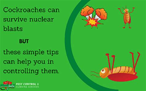 Cockroaches Can Survive Nuclear Blasts But Simple Tips Can Help In