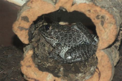 Mississippi Gopher Frog Facts And Pictures