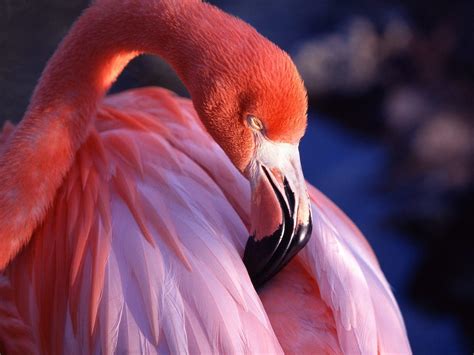 Flamingo Wallpapers Wallpaper Cave