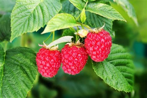 10 Easy To Identify Wild Fruits For First Time Foragers