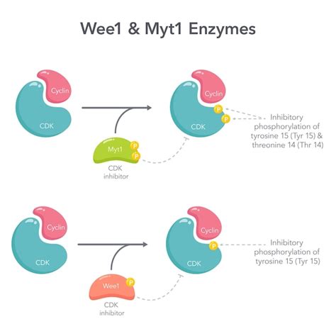 Wee1 And Myt1 Inhibitory Enzymes Scientific Vector Diagram Premium Vector