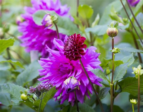 Dramatic Dahlia Flowers Flower Magazine