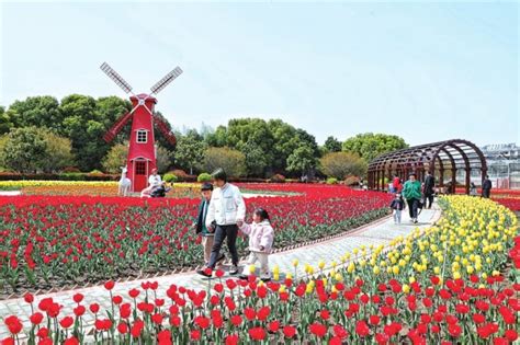百万郁金香 花开香满村 名城苏州新闻中心