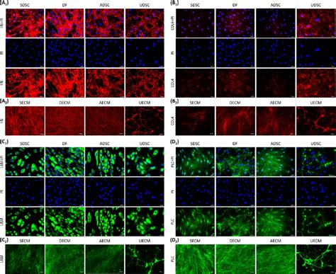 Immunofluorescence Of Matrix Proteins Including Fibronectin Fn A 1 A
