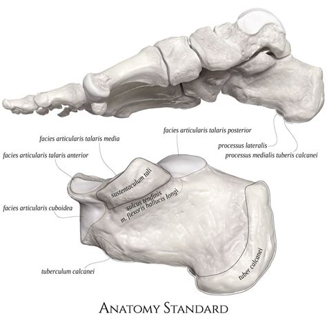 Calcaneus Bone