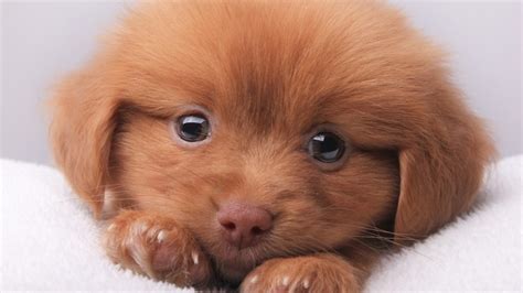 Cute Sad Brown Puppy