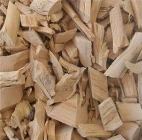 Picrasma Excelsa Jamaica Quassia Bitter Ash Western