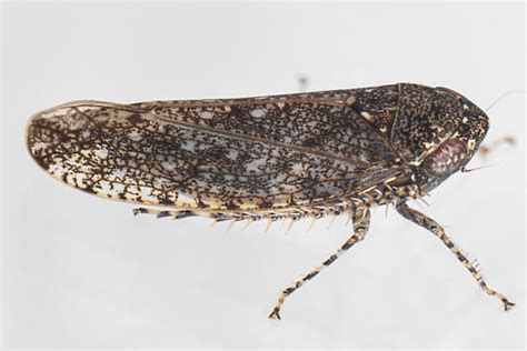 Paraphlepsius Irroratus Bugguide Net