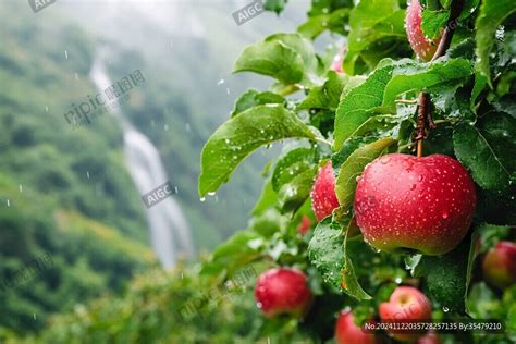 Ai创作图雨天的苹果树 红露苹果 露水苹果 山区苹果树 枝头上的红苹果 高清唯美水果园艺 山区苹果种植 果园喷淋 枝头的红苹果 露珠苹果 水珠