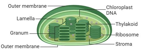 Plastids Diagram