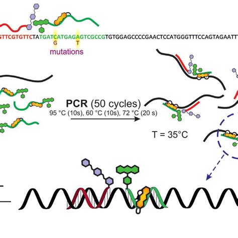 Determination Of The Potential Mutations In The Hfe Gene In Models Of