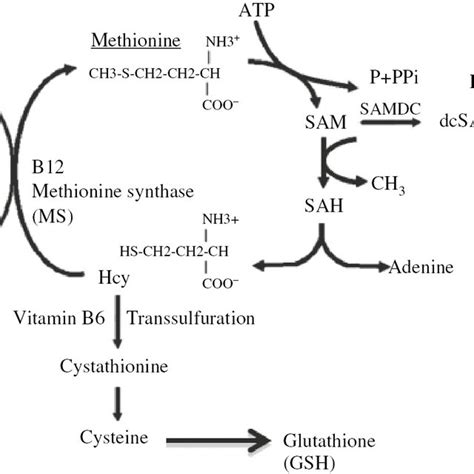 Methionine Metabolic Pathways Deacon Et Al 170 Modified The