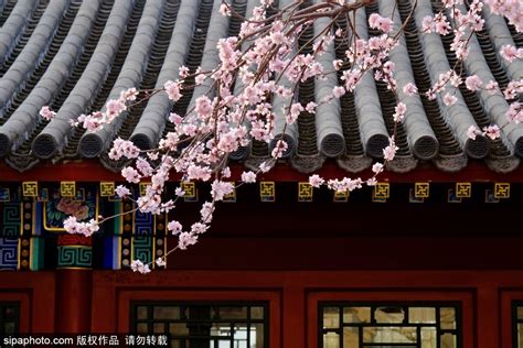 北海公园琼岛桃花盛开春光无限