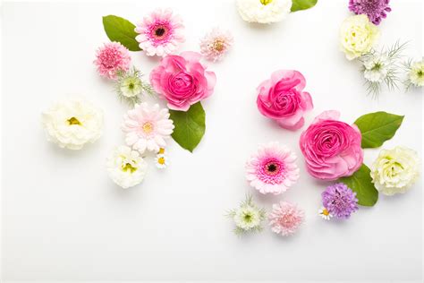 무료 이미지 담홍색 장미 꽃 꽃잎 꽃 피는 식물 꽃을 자르다 조화 정원 장미 장미 가족 모란 꽃다발 세례반 로사 센티 폴리아 플로랄 디자인 꽃꽂이