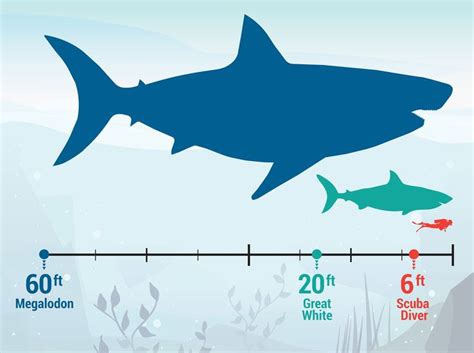 Megalodon Shark Facts The Largest Known Ocean Predator Megalodon Shark Megalodon Megalodon