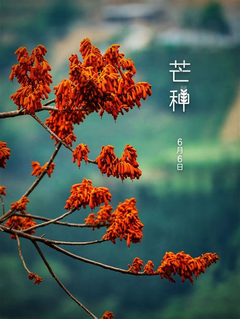 今日芒种夏条绿已密 朱萼缀明鲜 澎湃号政务 澎湃新闻 The Paper
