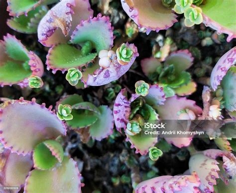 질감이 있는 잎이 특징인 다육 식물을 클로즈업하여 생생한 색상 패턴 및 자연의 아름다움을 보여줍니다 식물 정원 가꾸기 또는 자연 테마에 적합합니다 0명에 대한 스톡 사진 및