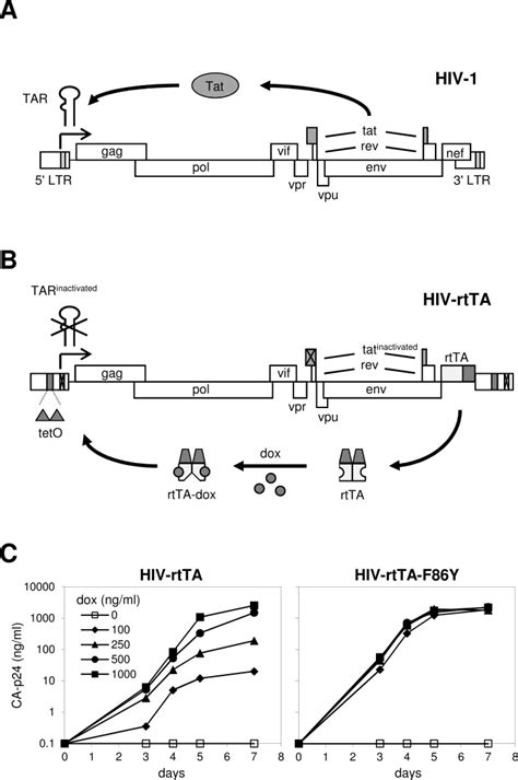 Tet On Systems For Doxycycline Inducible Gene Expression Abstract Europe PMC