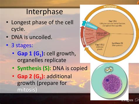 The Cell Cycle Ppt Download