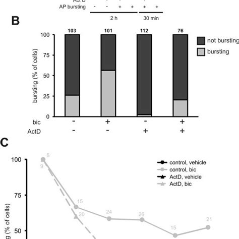 Modulation Of Synaptic Transmission Over 10 Hours After Induction Of Ap