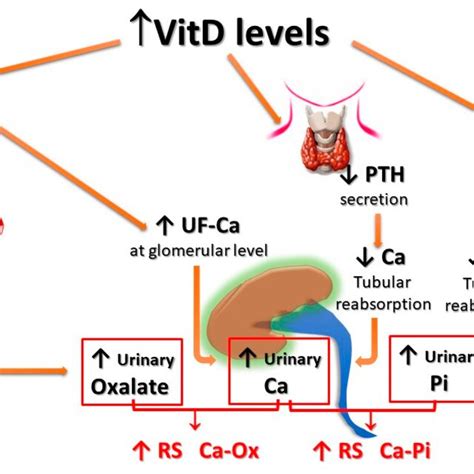 Potential Effects Of Vitamin D Supplementation On Ul Risk Vitamin D