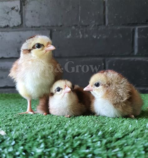 Sexed Chicks Auto Sexing And Sex Linked Breed Pip Grow