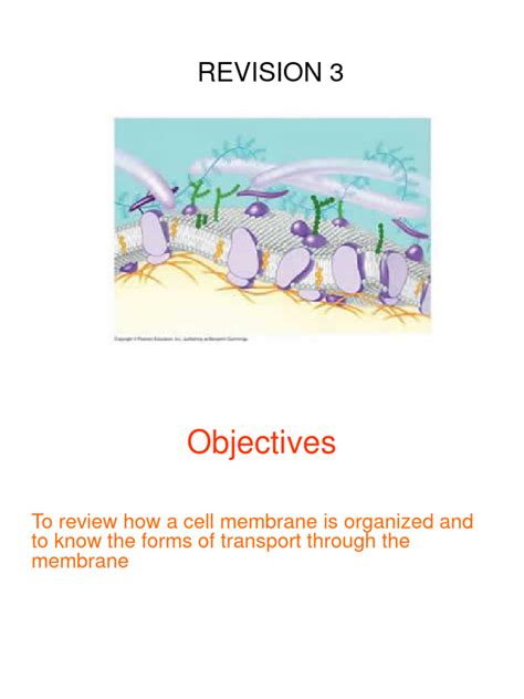 Revision 3 Pdf Cell Membrane Osmosis