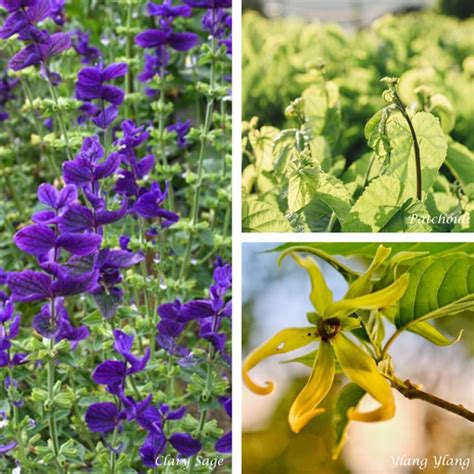 Aphrodisiac Essential Oil Blend Manor Grove Oils