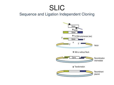 Ppt Dna Assembly Techniques Powerpoint Presentation Free Download
