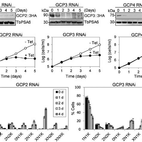 GCP2 And GCP3 But Not GCP4 Are Essential In Procyclic Trypanosomes Download Scientific Diagram