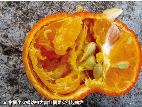 柑橘小实蝇 柑橘病虫害诊断 图片