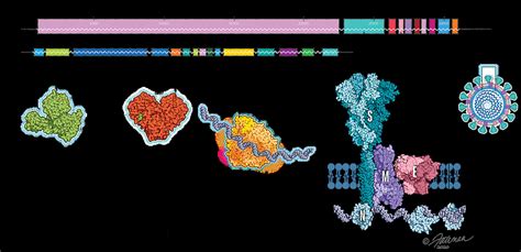 Sars Cov 2 Genome Structure With Intracellular Proteins Download