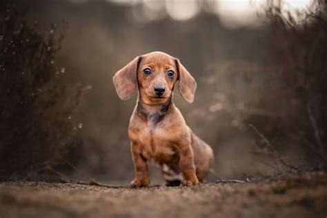Miniature Dachshund Dog Breed Characteristics And Care