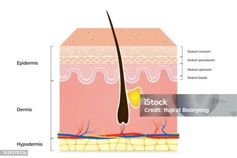 Human Skin Anatomy Skin Layers Epidermis Dermis Hypodermis Stock