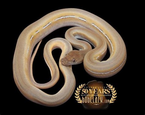 Fire Titanium Reticulated Python 2024 Male In 2024 Reticulated Python Python Retic Python