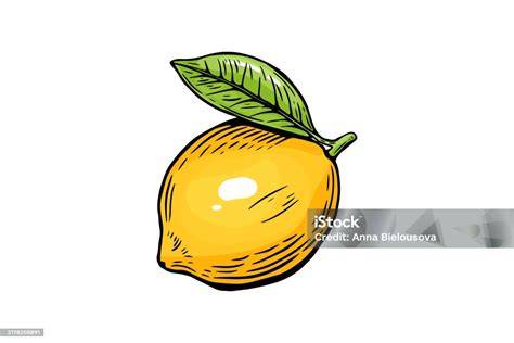 레몬 조각 및 흑백 선을 스케치합니다 흰색 배경색에 고립 된 과일 벡터 0명에 대한 스톡 벡터 아트 및 기타 이미지 0명 감귤류 과일 건강한 생활방식 Istock