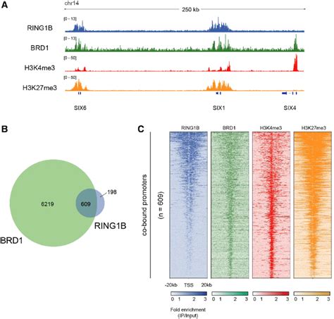 Conserved Prc1mozmorf Co Occupancy In Human Es Cells A Genome