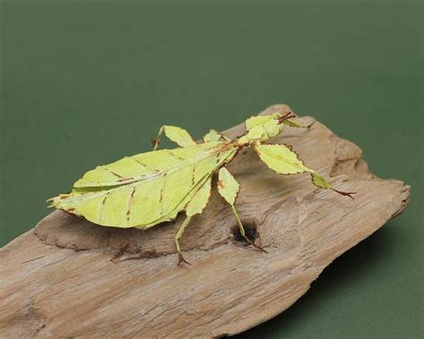 Phyllium Leaf Insect Paper Sculpture