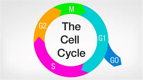 Flow Cytometry Applications Bio Rad