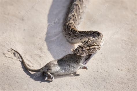 Puff Adder With Prey Stock Image C057 7053 Science Photo Library
