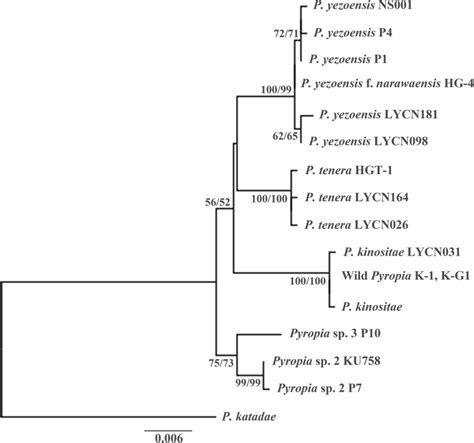 A Consensus Tree Using The Maximum Likelihood Ml And Neighbor Joining