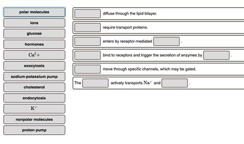 Polar Molecules Diffuse Through The Lipid Bilayer Ions Require Transport Proteins Glucose Enters