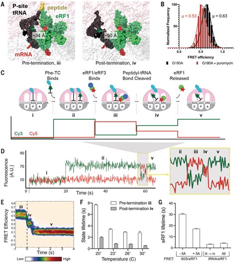 Translation Termination