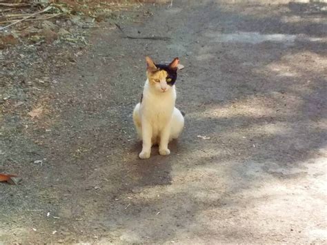 My Cat In Isolation Pet Cat Exterior Photo Background And Picture For Free Download Pngtree