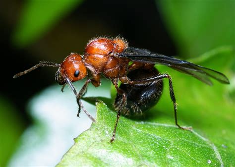 The Sex Of An Entire Ant Colony Is Determined By The Queen Earth Com