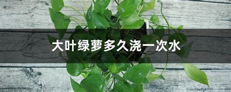 大叶绿萝多久浇一次水叶子发黄怎么办 花百科