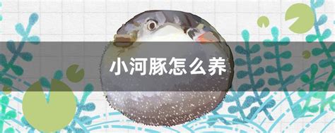 小河豚怎么养 鱼百科