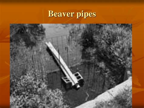 Ppt Canadian Beaver Castor Canadensis Powerpoint Presentation Free