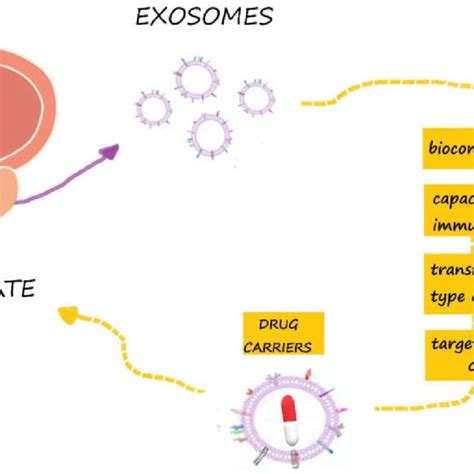 Exosomes Are Promising Drug Carriers In Prostate Cancer Therapy